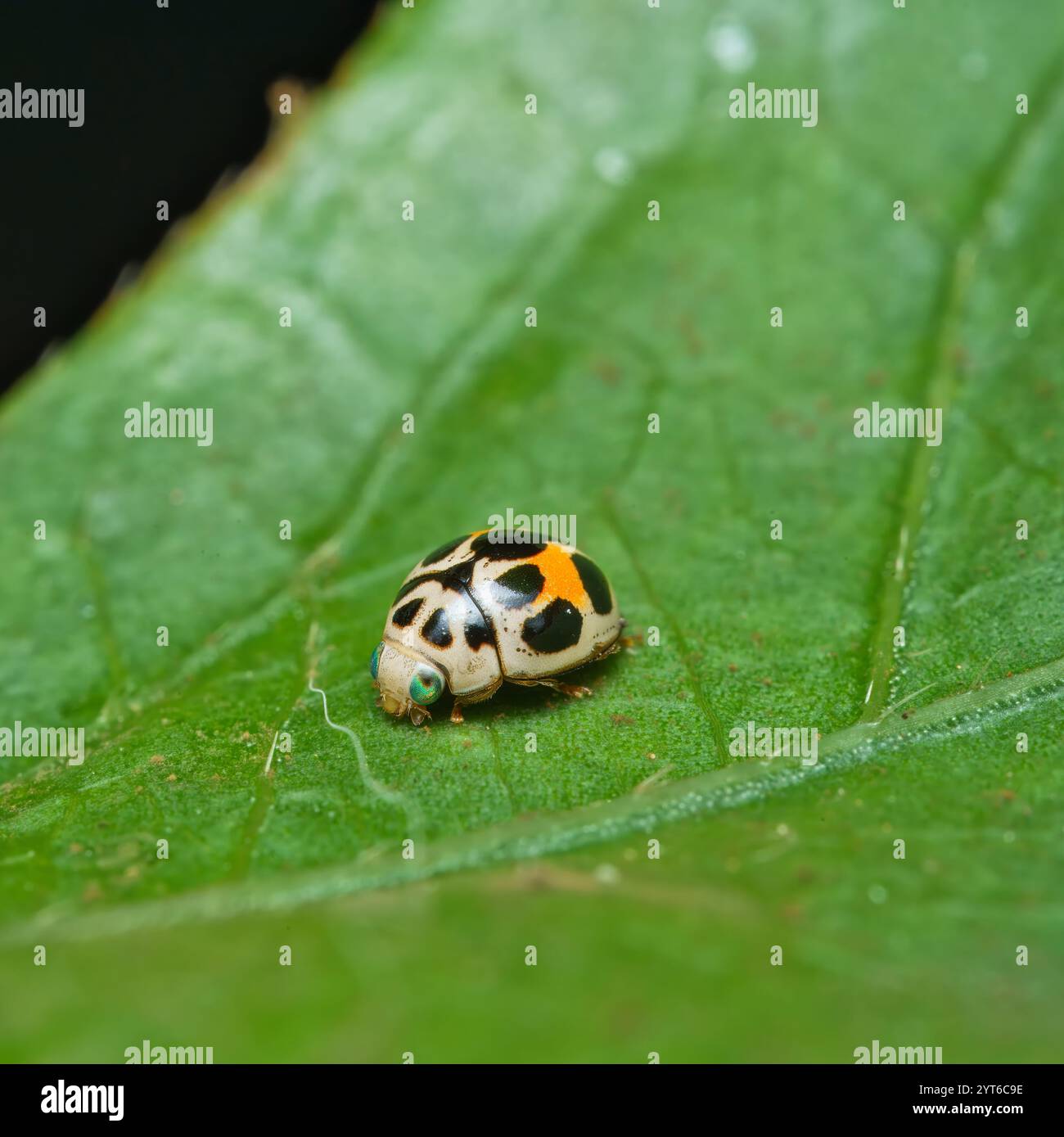 Macro photography of coloured ladybug on passion fruit leaf in garden ...