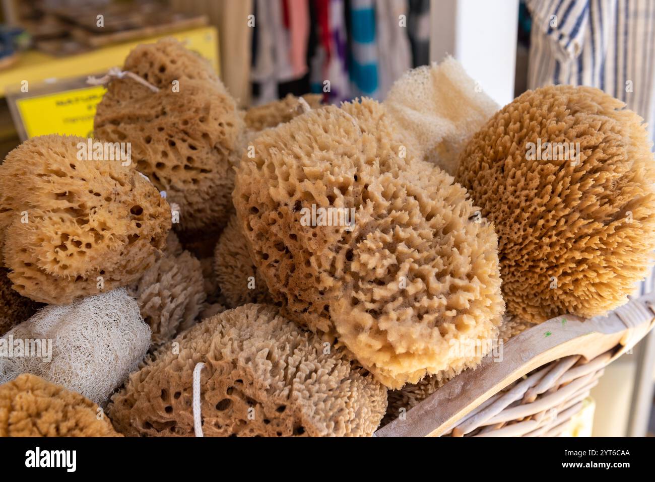 Natural sponges from Symi island. Greece Stock Photo - Alamy