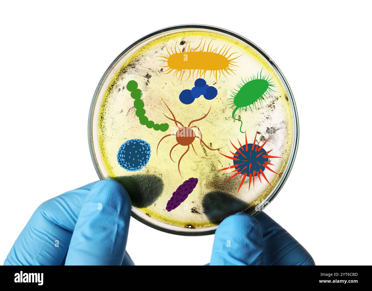 Microbiology microorganism fungi antibiotics Cut Out Stock Images ...