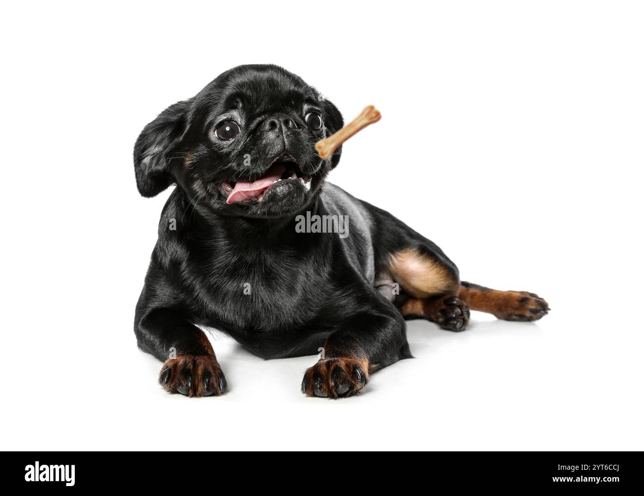 Cute dog and flying chew bone on white background. Pet care Stock Photo ...