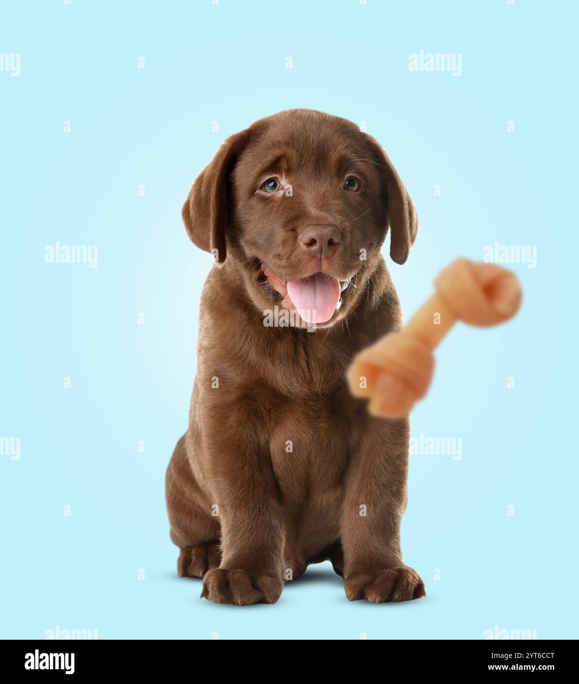 Cute puppy and flying chew bone on light blue background. Pet care ...