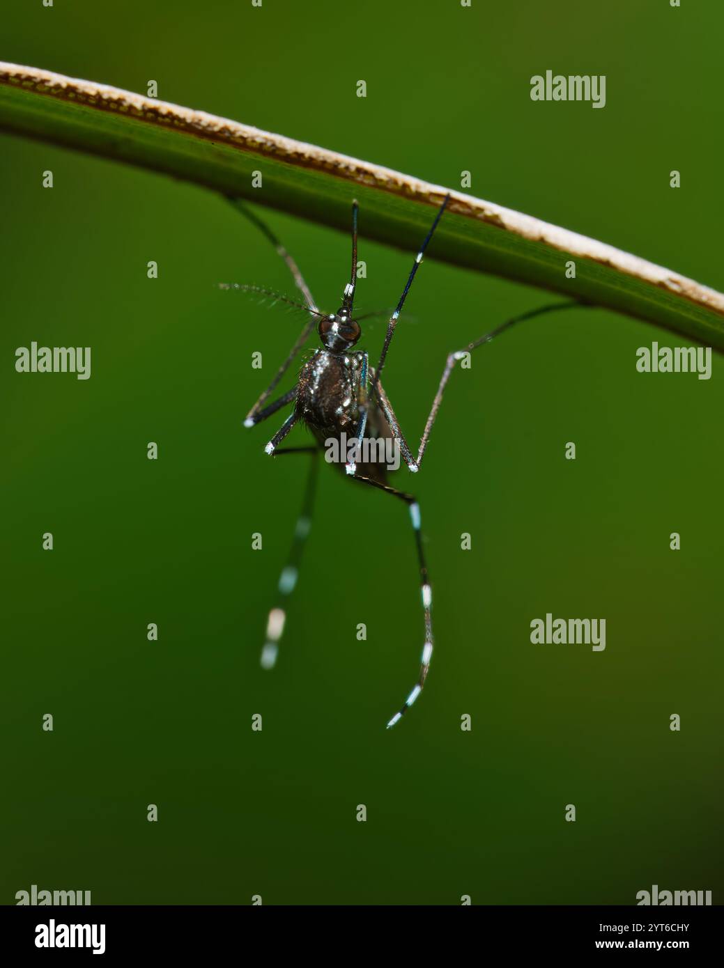 Macro photography of Genus Aedes mosquito, Mahe Seychelles Stock Photo ...