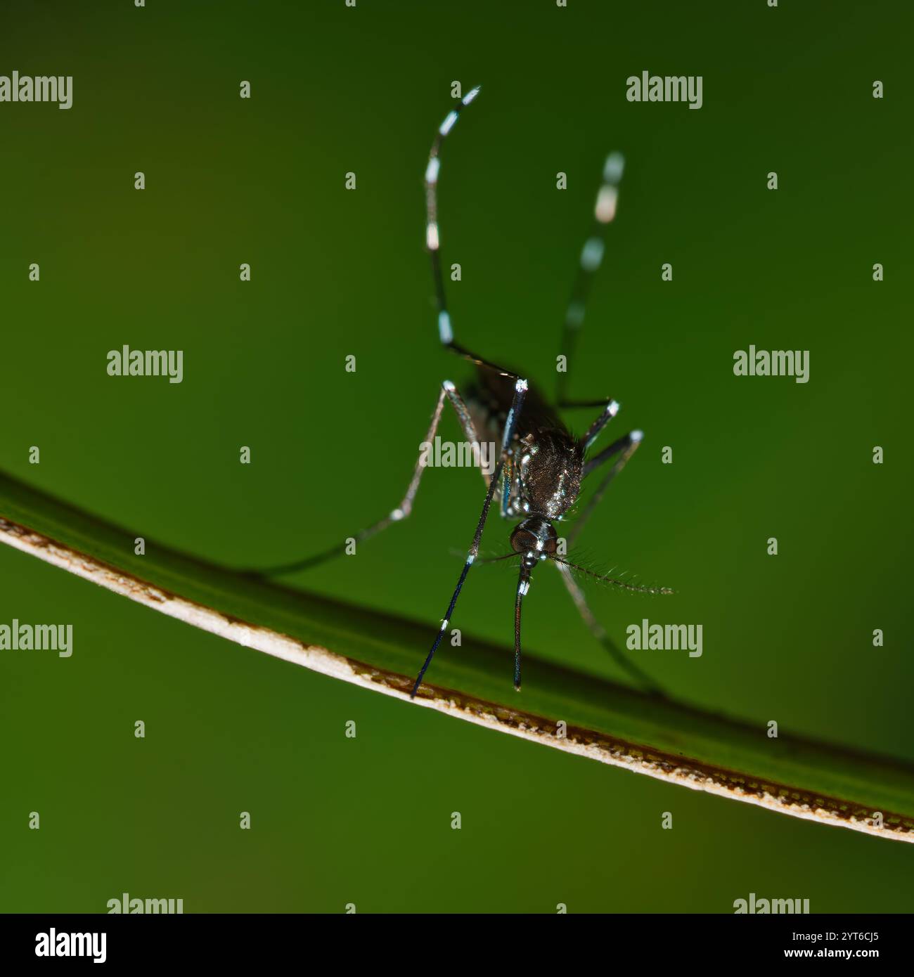 Macro photography of Genus Aedes mosquito, Mahe Seychelles Stock Photo ...