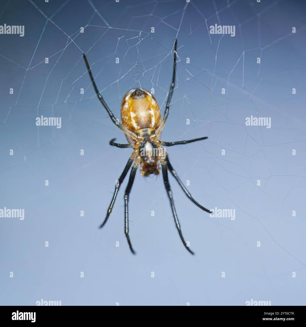 Macro photography of golden orb weavers spider on web, Mahe, Seychelles Stock Photo - Alamy