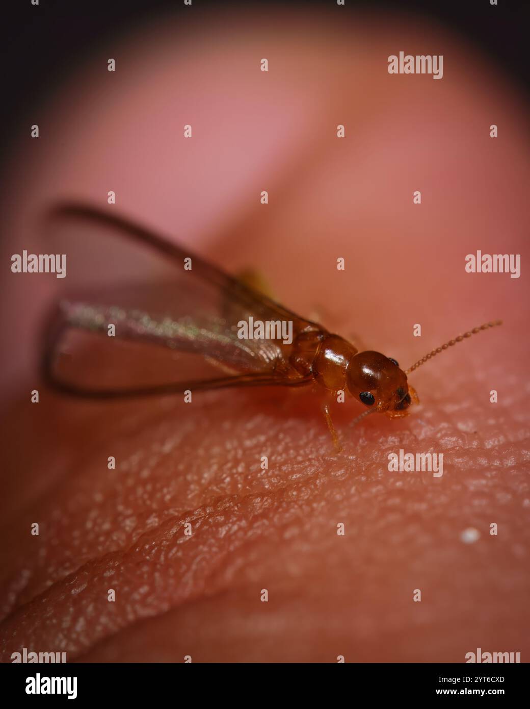 Incisitermes hi-res stock photography and images - Alamy