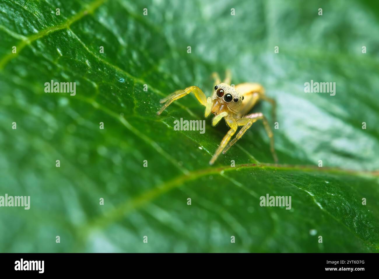 Macro photography of Iridescent jumping spider on passion fruit leaf ...
