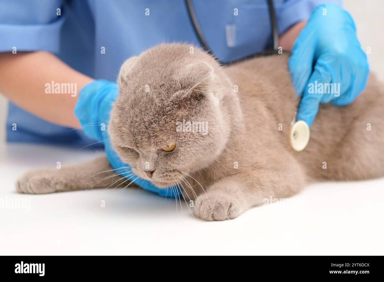 veterinarian listening with stethoscope cat Stock Photo - Alamy