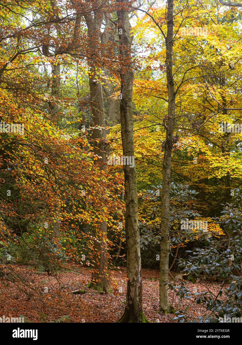 Golden beech trees hi-res stock photography and images - Alamy