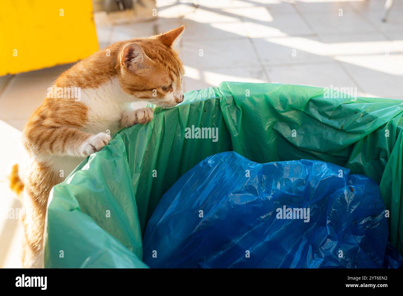 A homeless ginger cat leans on a trash can, checking for something ...