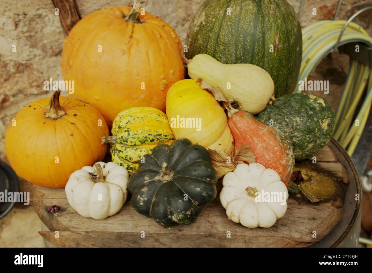 Types of pumpkin hi-res stock photography and images - Alamy