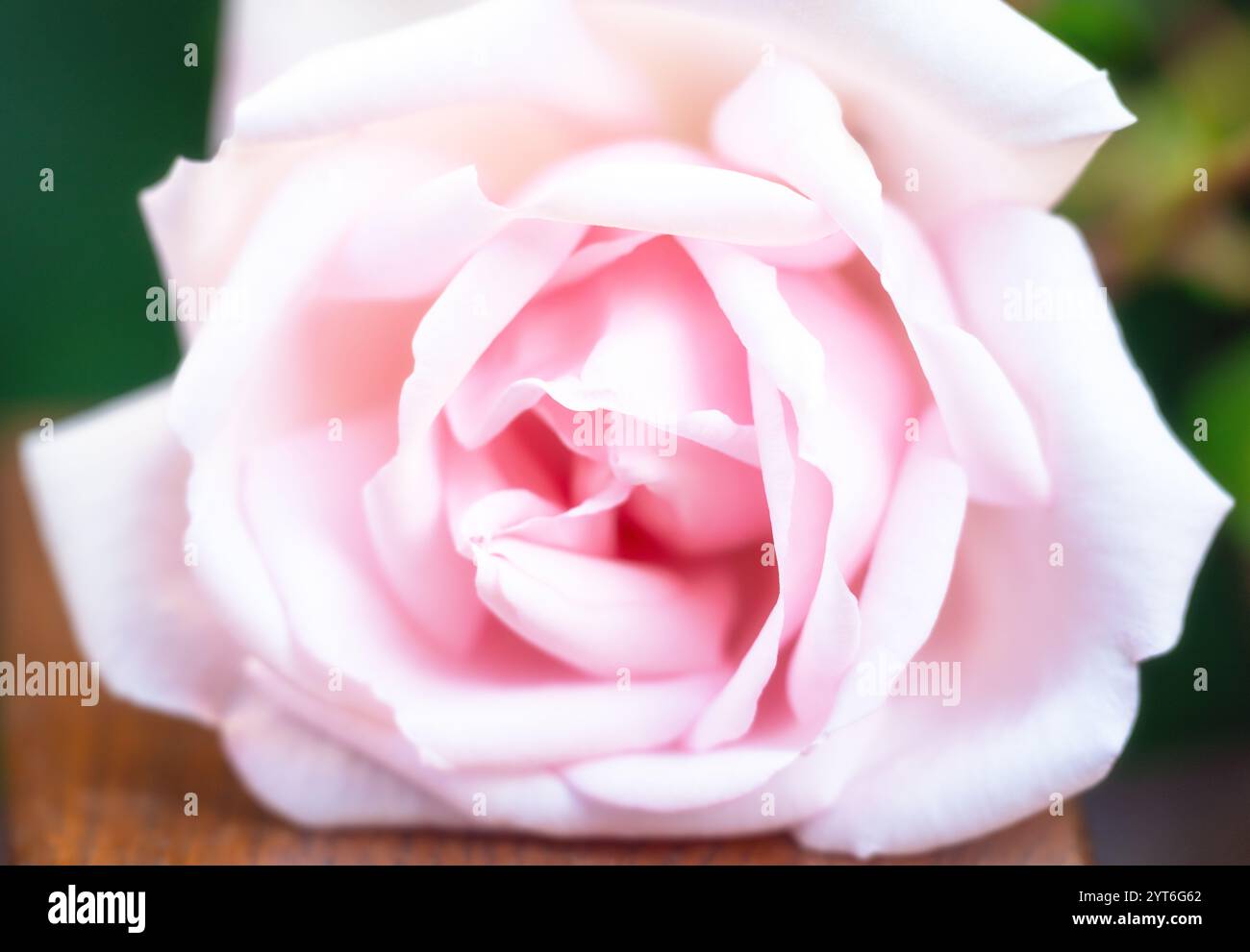 Pink rose, Val d'Orcia, Tuscany, Italy Stock Photo - Alamy