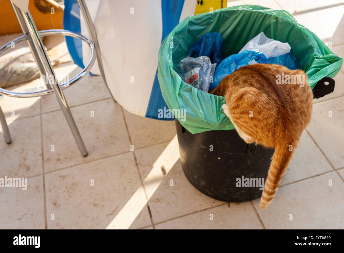 A red tabby cat dives headfirst into a trash bin, with just its tail ...