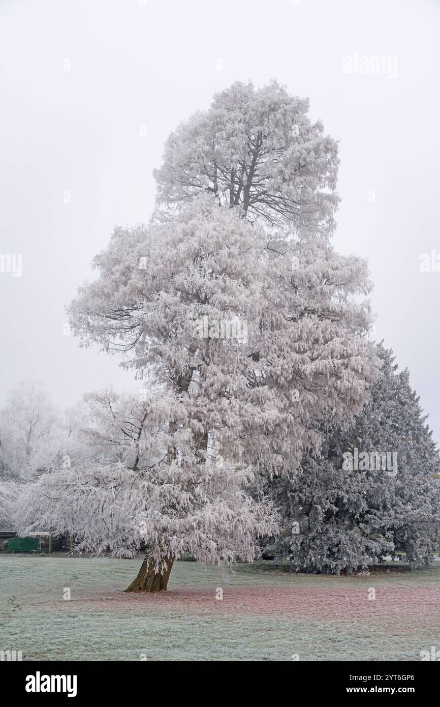 Frost covered trees in open parkland Staffordshire England UK Stock ...