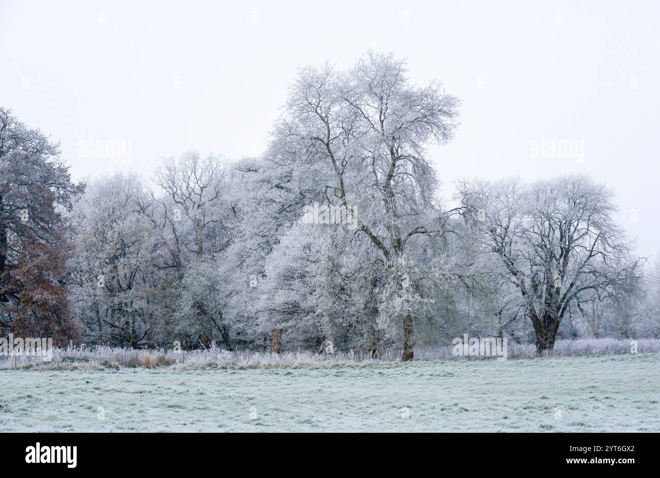 Frost covered trees in open parkland Staffordshire England UK Stock ...