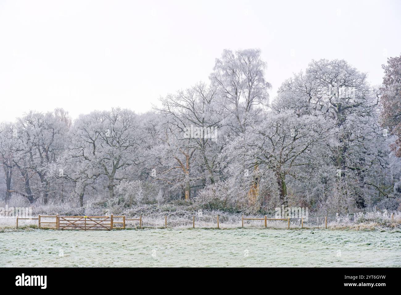Frost covered trees in open parkland Staffordshire England UK Stock ...