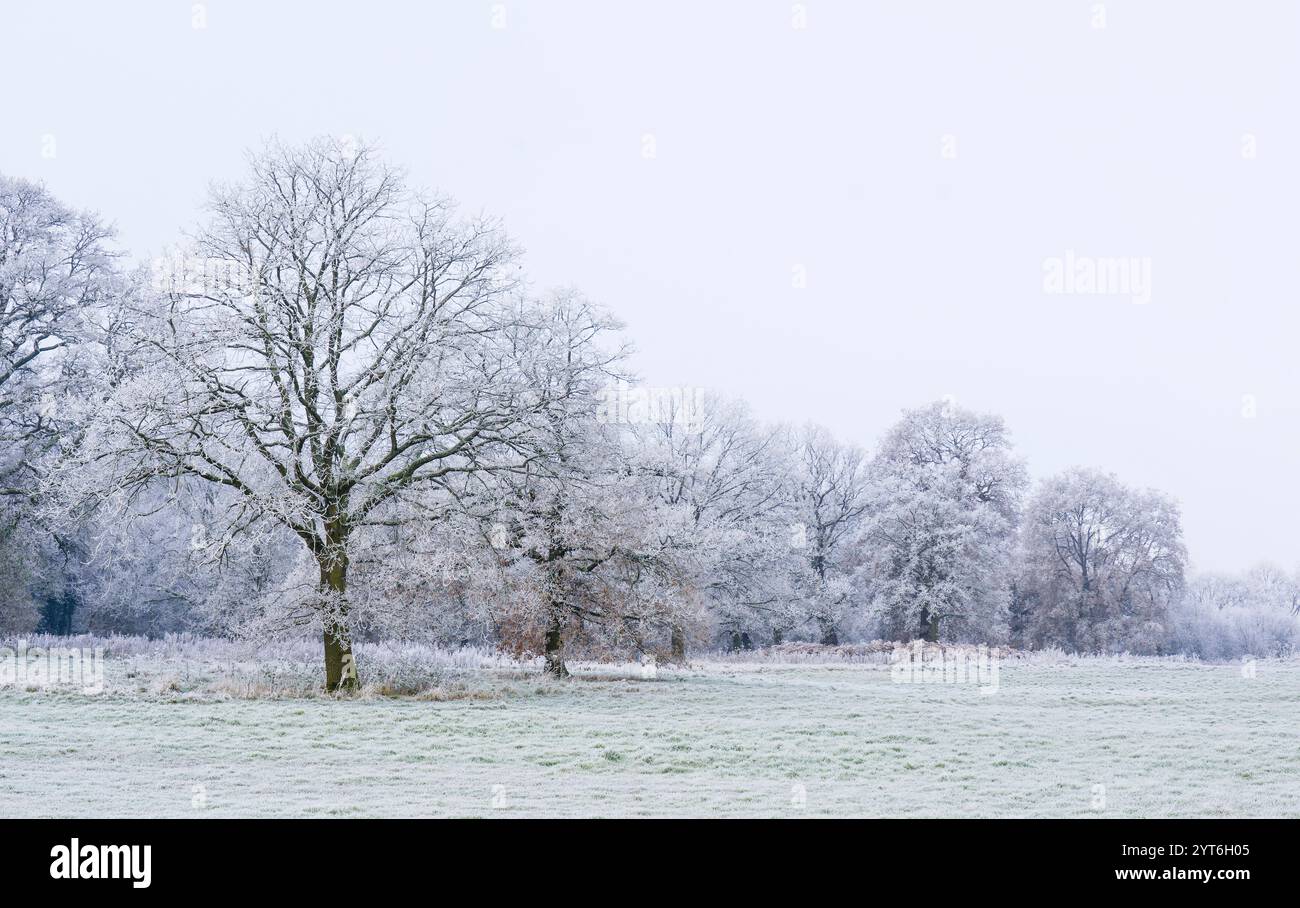 Frost covered trees in open parkland Staffordshire England UK Stock ...