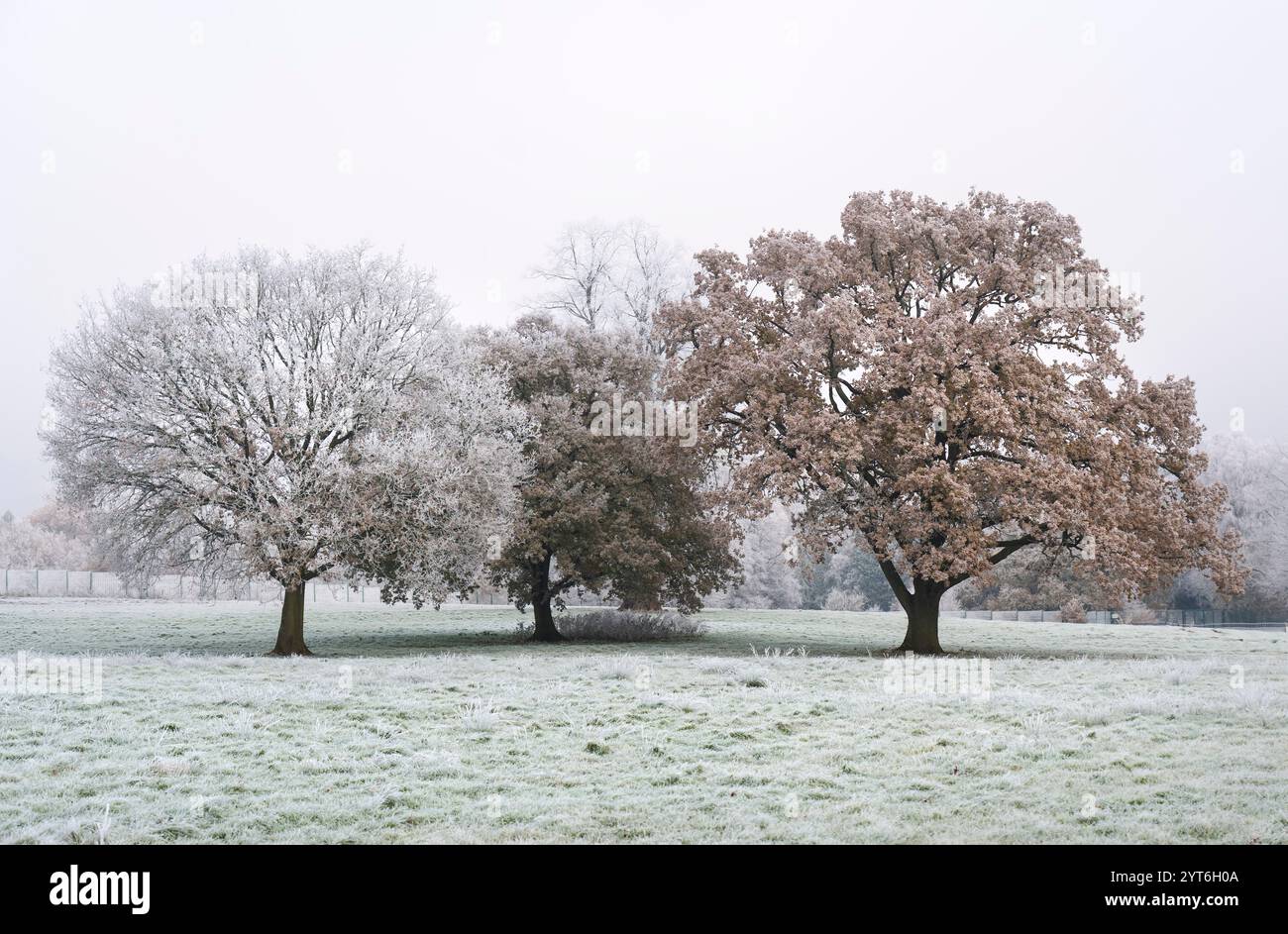 Frost covered trees in open parkland Staffordshire England UK Stock ...