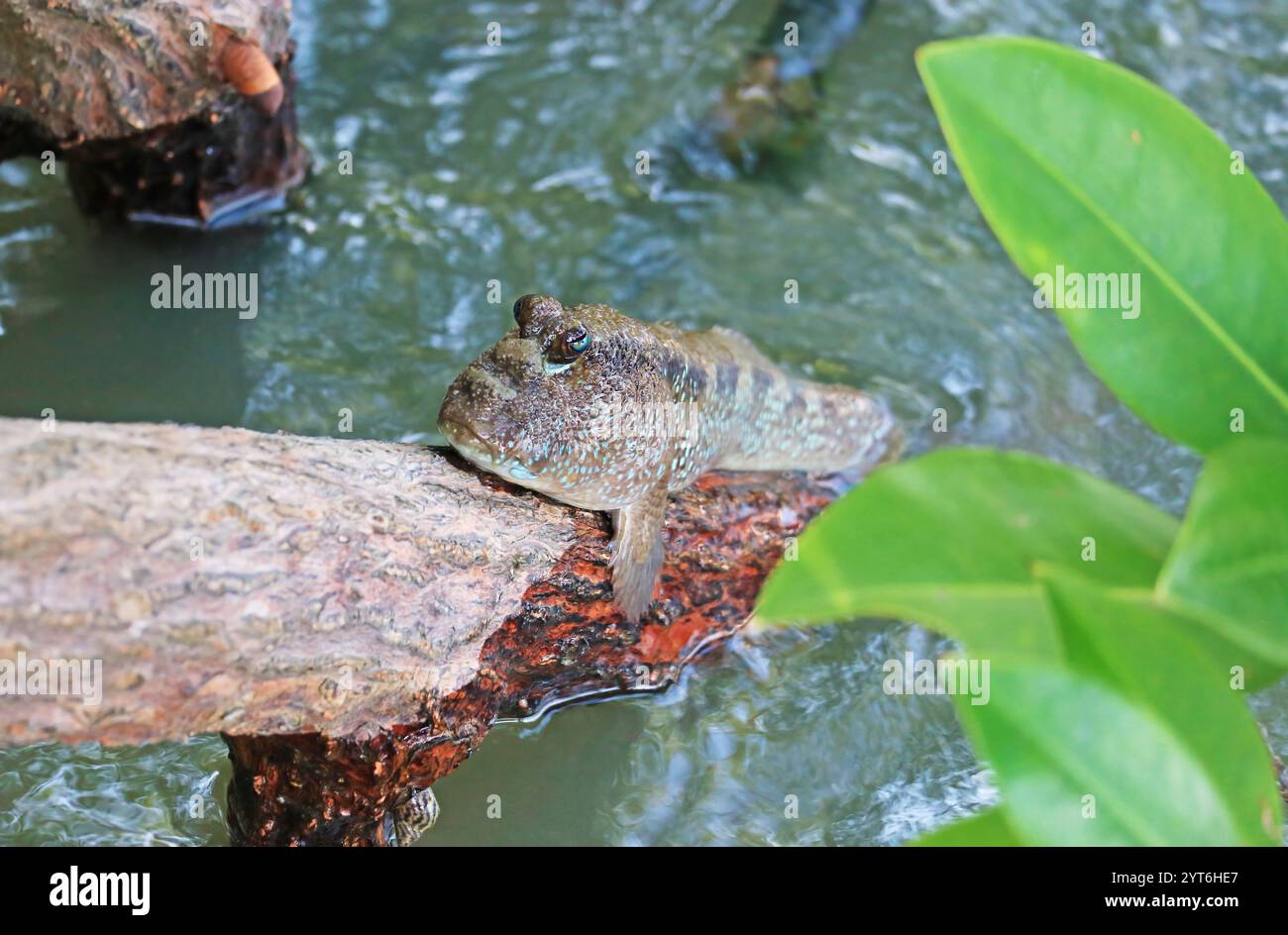 Mudskipper Climbing on the Mangrove Root, Chonburi Province, Gulf of ...