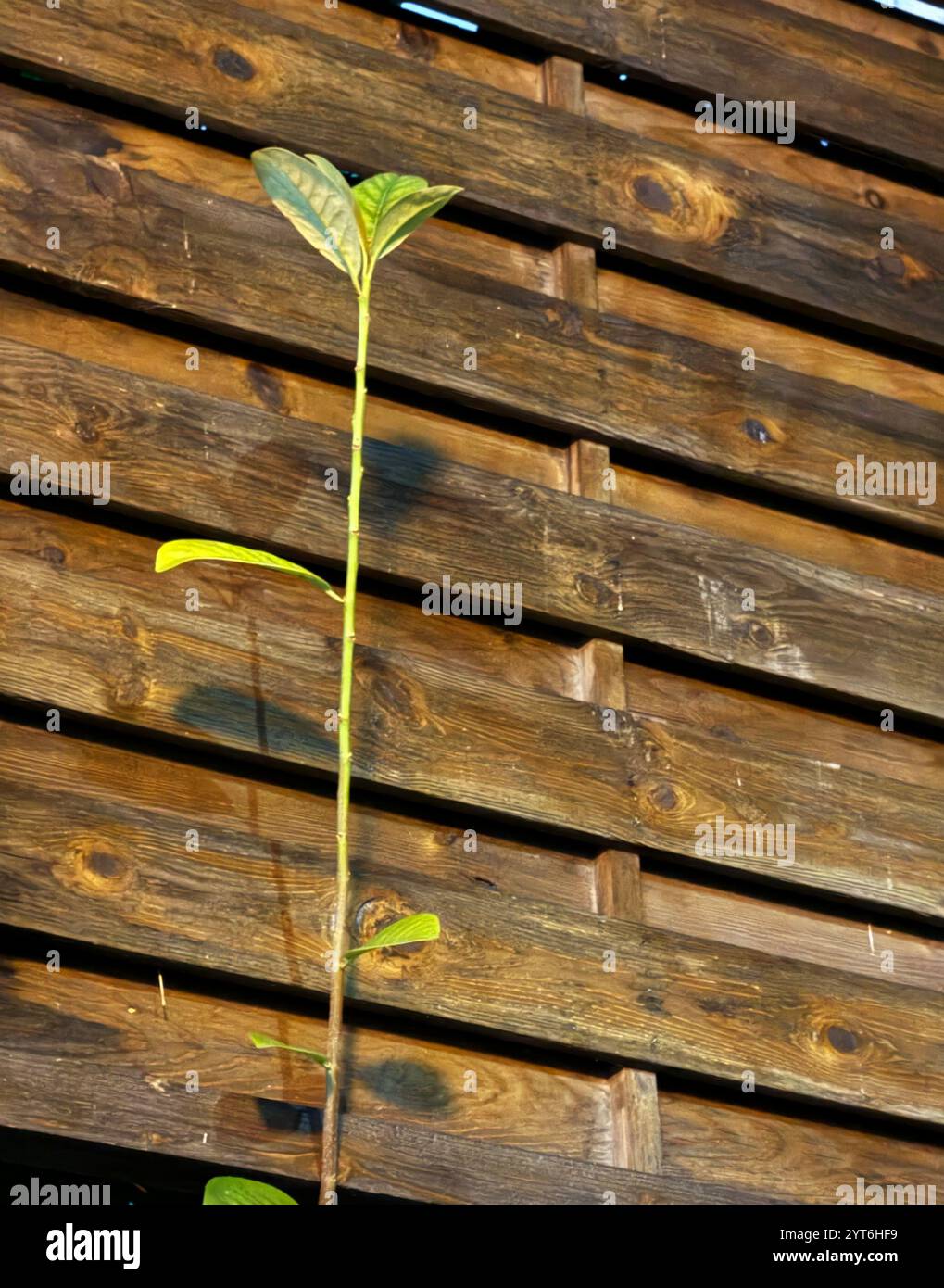 Sprout natural hi-res stock photography and images - Alamy