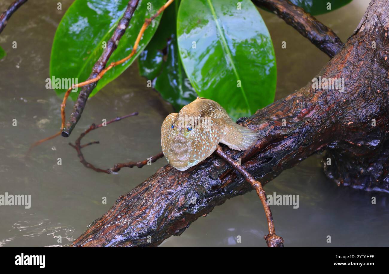 Mangrove root mudskipper hi-res stock photography and images - Alamy