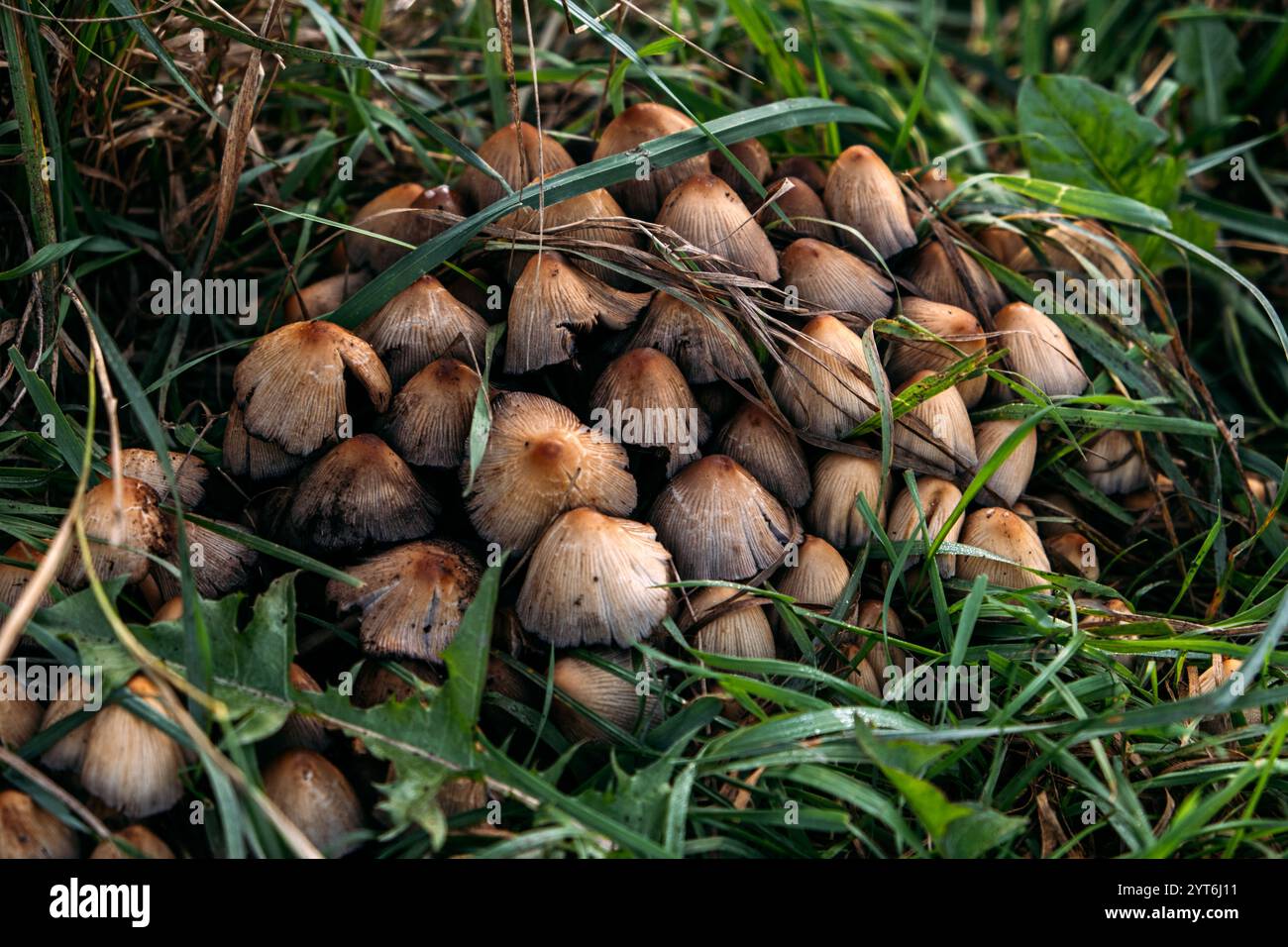Cluster of mushrooms on a grassy forest floor. Biodiversity, fungi in ...