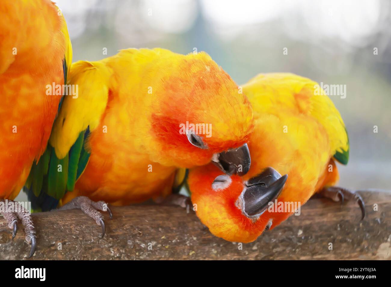 Beautiful Sun Conure Couple Expressing Love and Care Stock Photo - Alamy