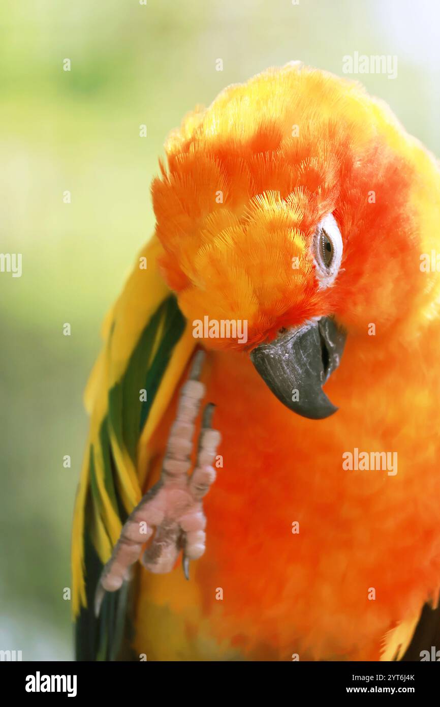 Closeup of an Eye-catching Sun Conure Grooming in the Sunlight Stock ...
