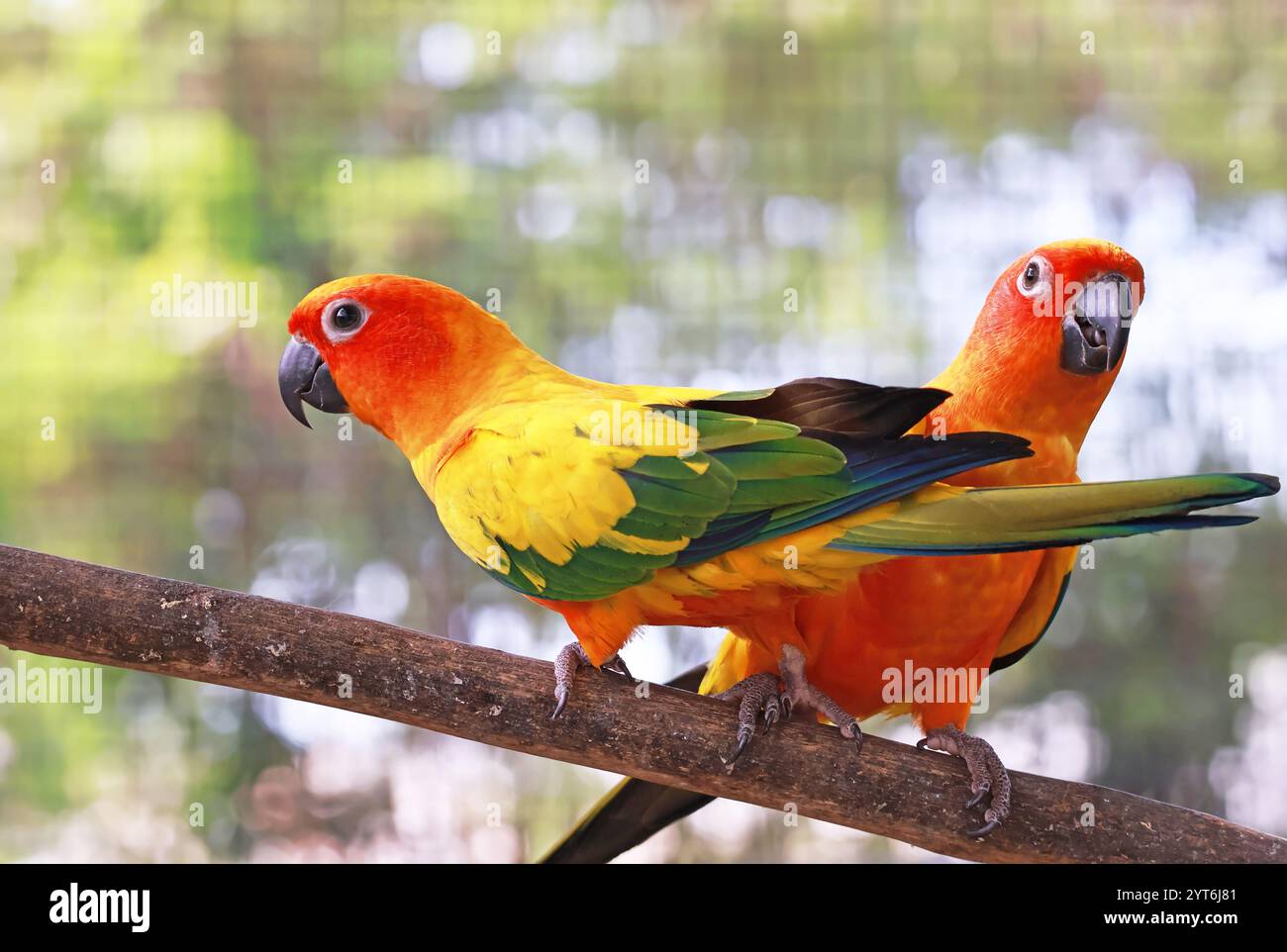 Sun Conures, Stunning Parrot with Colorful Plumage Native to ...