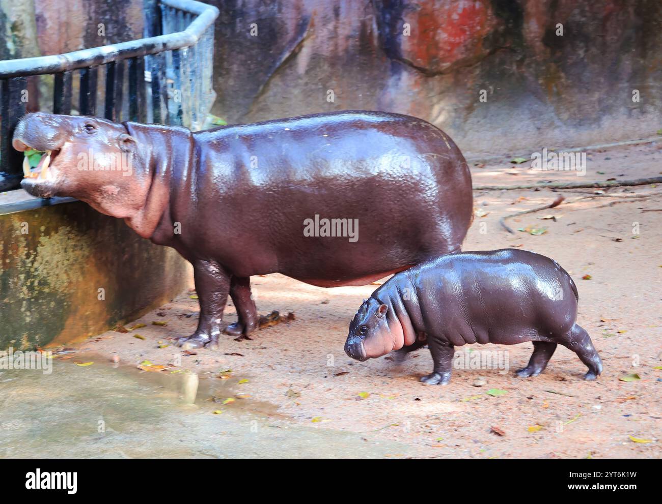 Adorable 3 months old baby Pygmy Hippo being with her mother all the ...