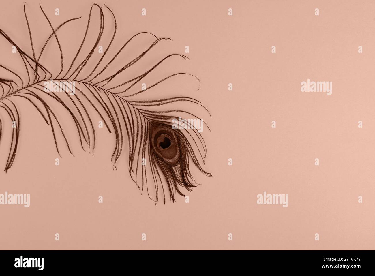 Peacock plume on colored in trendy Mocha Mousse color of 2025 Stock ...