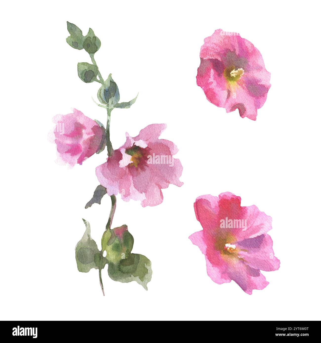 Watercolor drawing mallow flower, Malva sylvestris, hand drawn floral ...