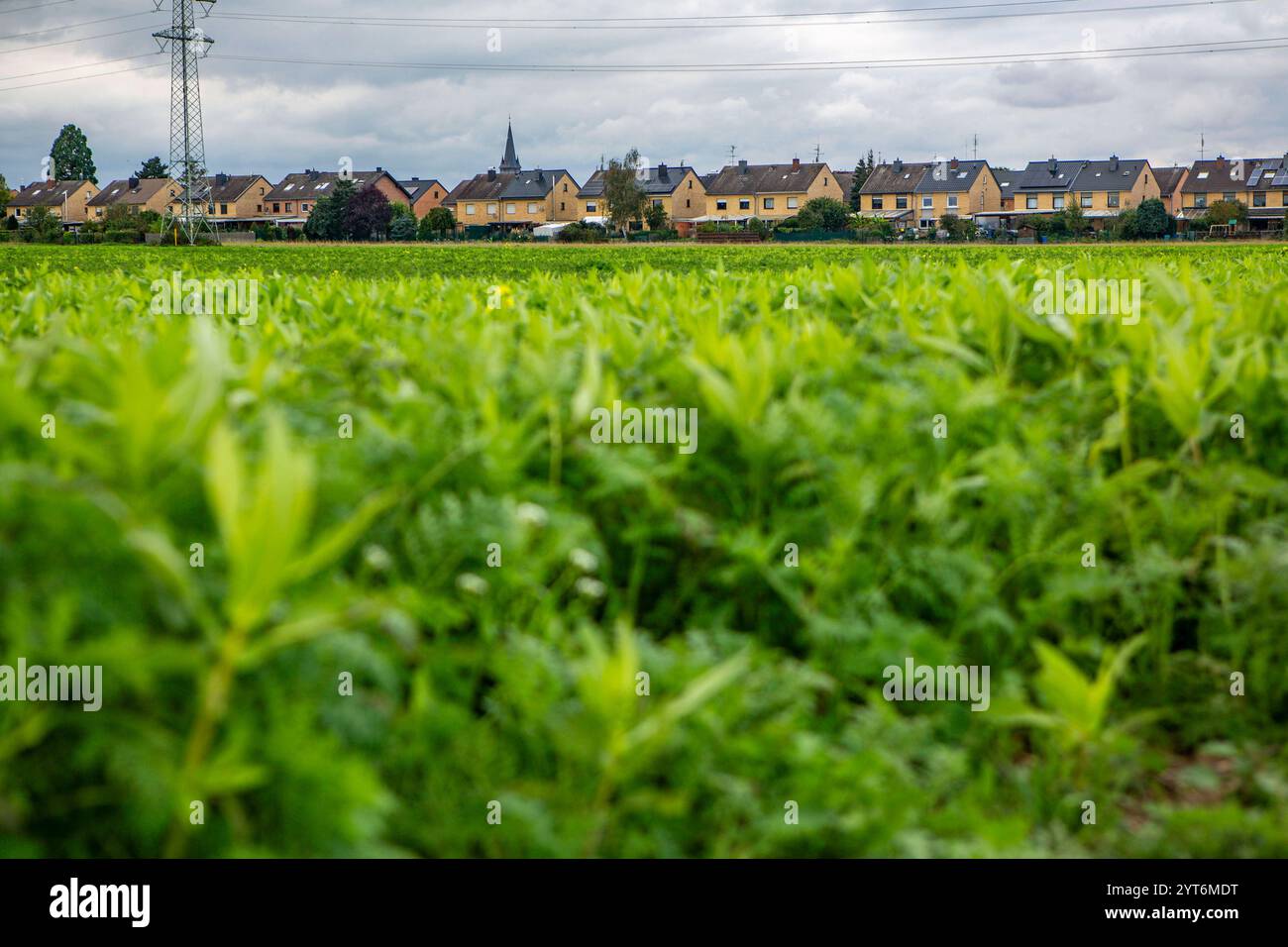 Blick auf Einfamilienhäuser in Erftstadt-Friesheim Rhein-Erft-Kreis NRW ...