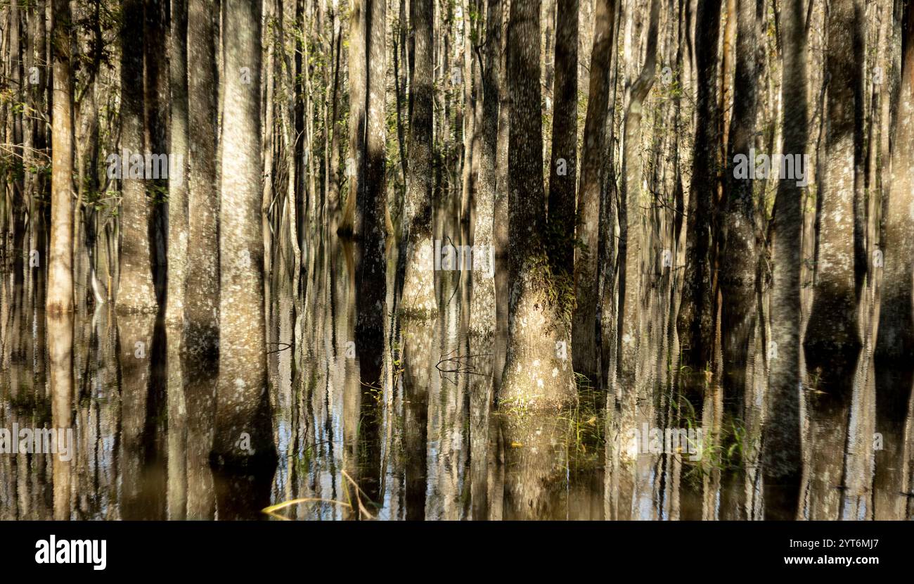 Abstract nature background, cypress forest shot with tilt-shift lens Stock Photo - Alamy