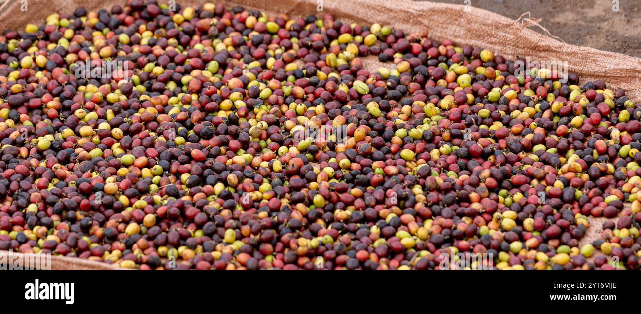 Fresh colorful coffee beans just picked on the ground in Ethiopia ...