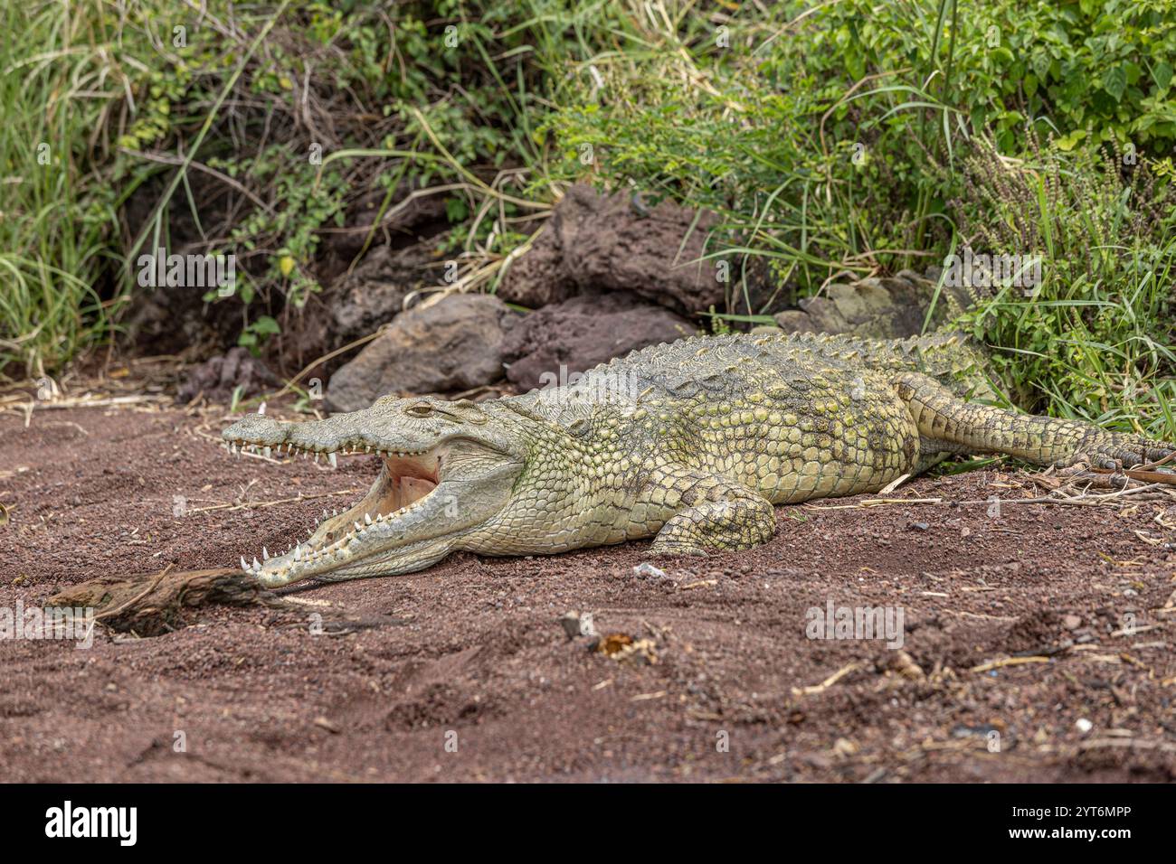 Closeup of a Nile Crocodile, (Crocodylus Niloticus) basking next to ...