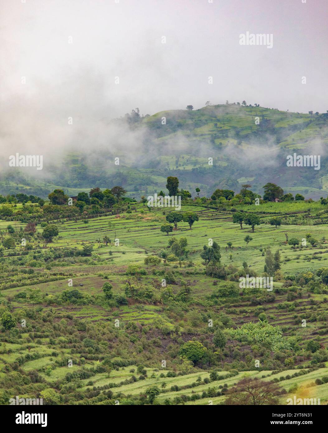 Farm fields in the lush mountains near Konso, Ethiopia Stock Photo - Alamy