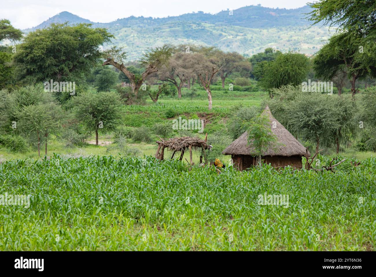 A crop of corn grows in the tropical mountains of Konso, Ethiopia with ...
