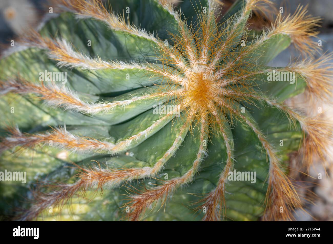 A balloon cactus, Parodia magnifica, growing in a Texas garden Stock ...