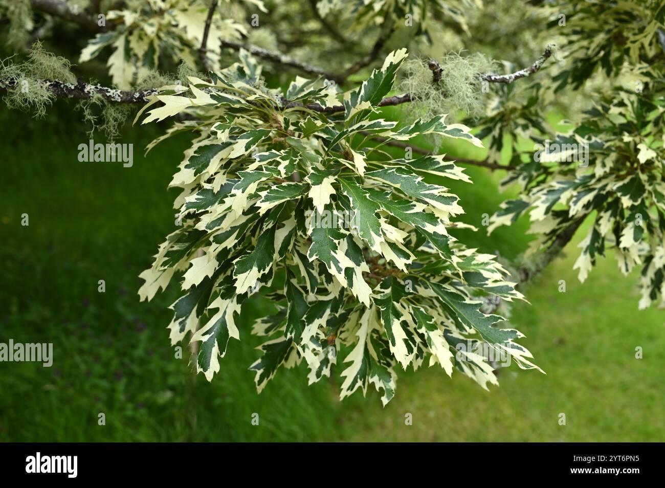 Quercus cerris variegata hi-res stock photography and images - Alamy
