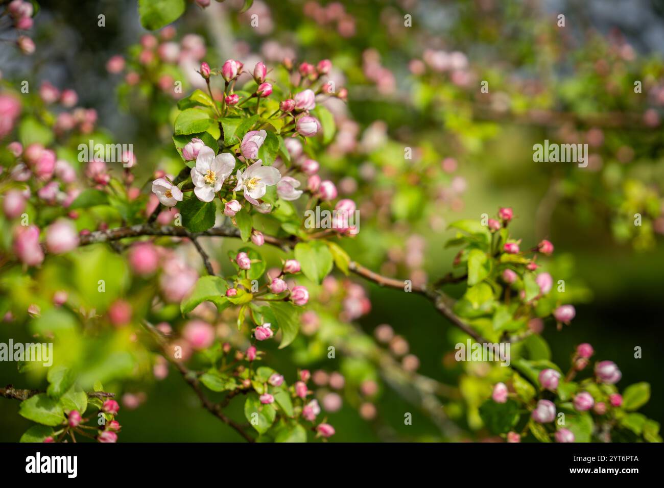 Apple (Malus domestica) blossom in spring on the beach meadow. Flowers ...