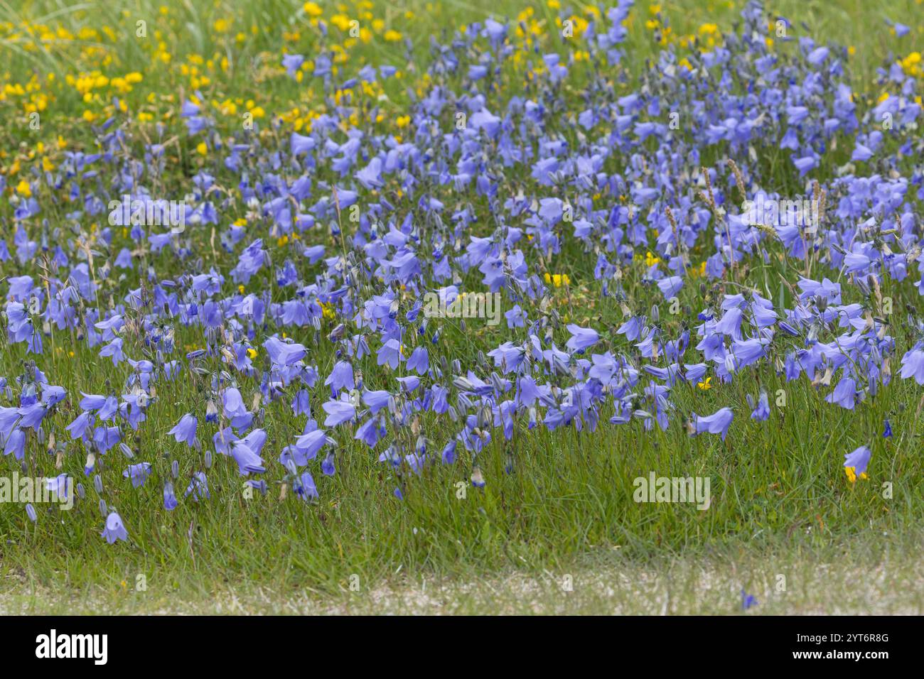 Scottish bluebell hi-res stock photography and images - Alamy