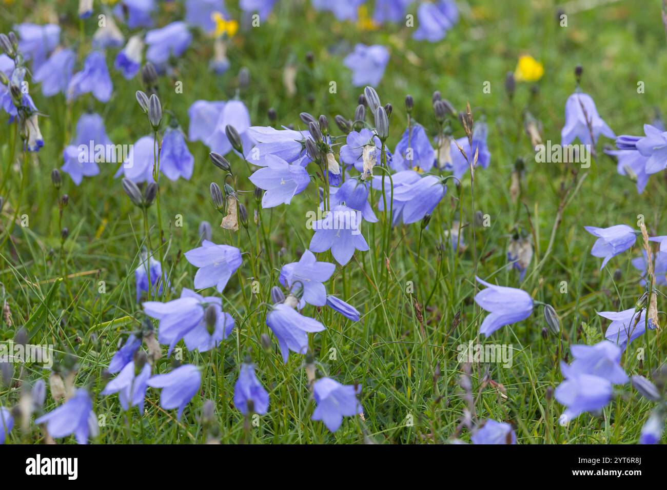 Scottish bluebell hi-res stock photography and images - Alamy