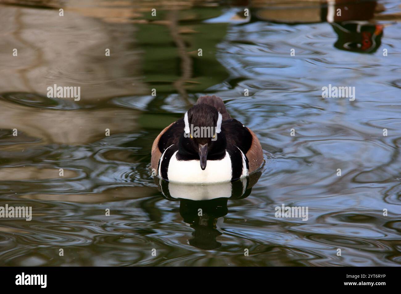 A hooded merganser duck gracefully glides on calm water, showcasing its ...