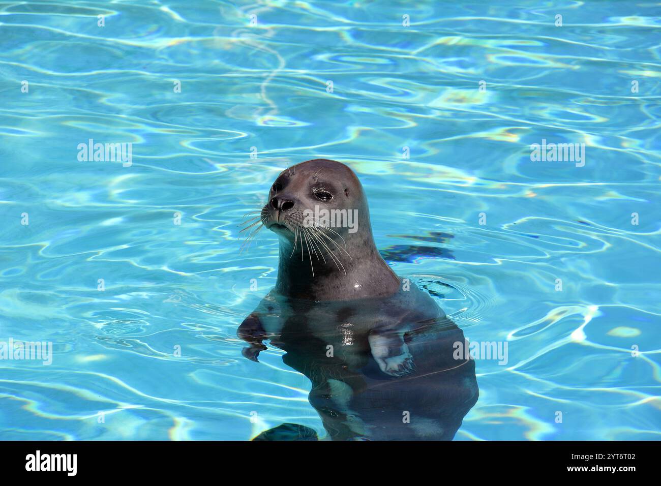 Curious Seal Swimming Gracefully in Clear Blue Water Stock Photo - Alamy