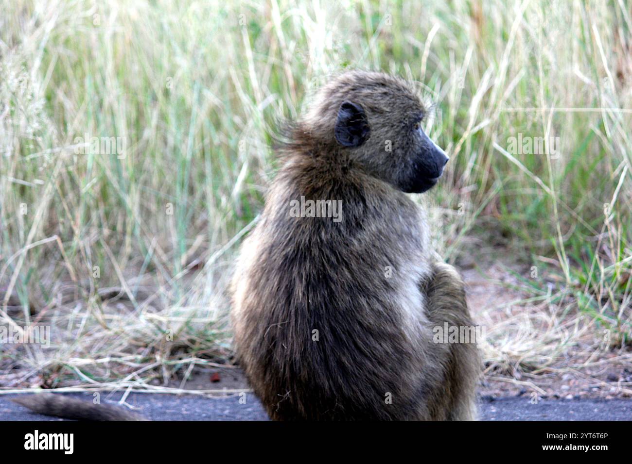 Close-up of a baby monkey’s profile in the wild of Kruger National Park ...