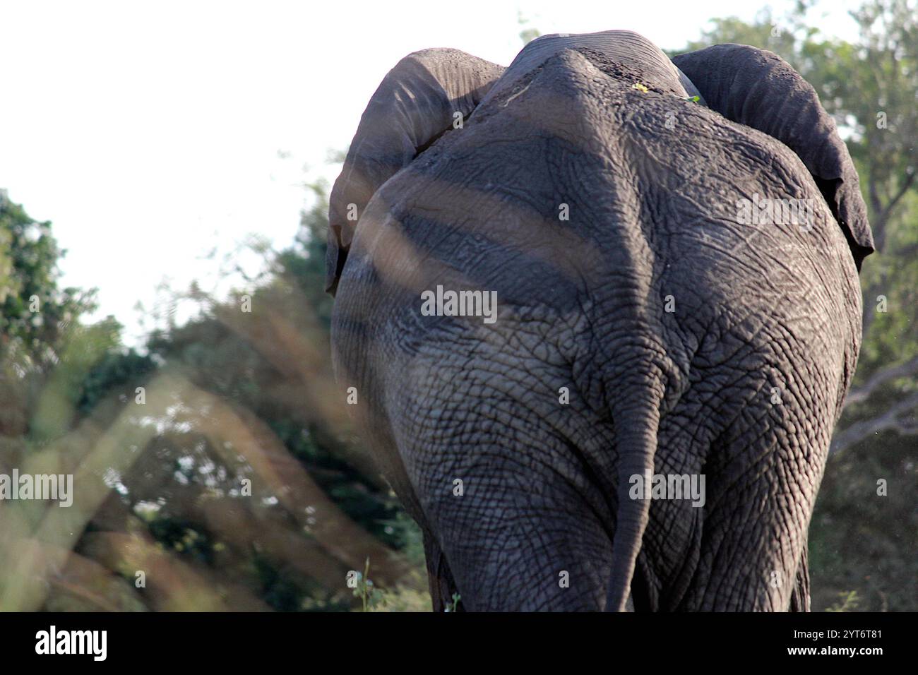 Back view of this majestic animal in the wild hi-res stock photography ...