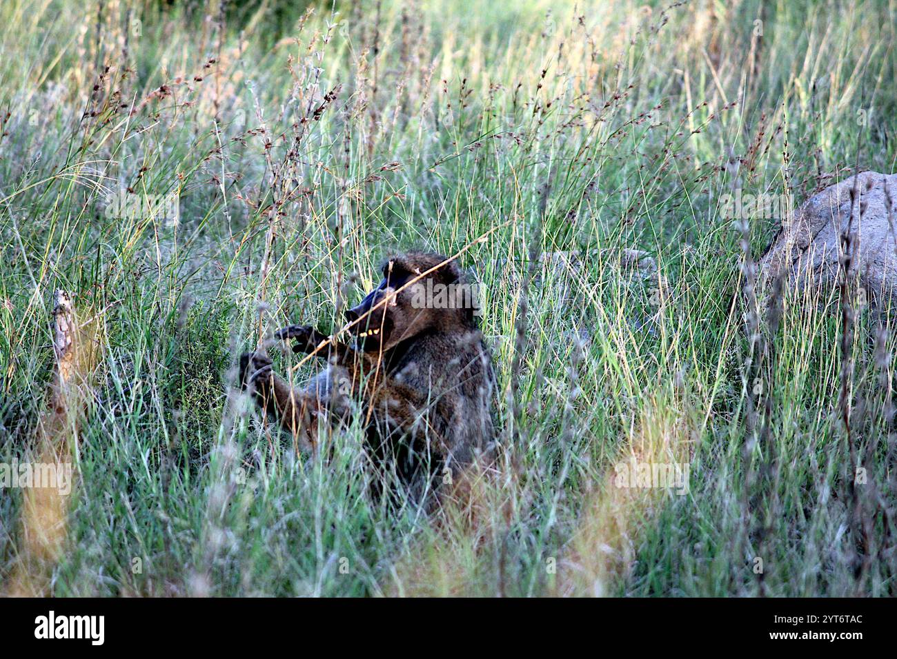 A playful monkey peeks through tall grass in Kruger National Park ...