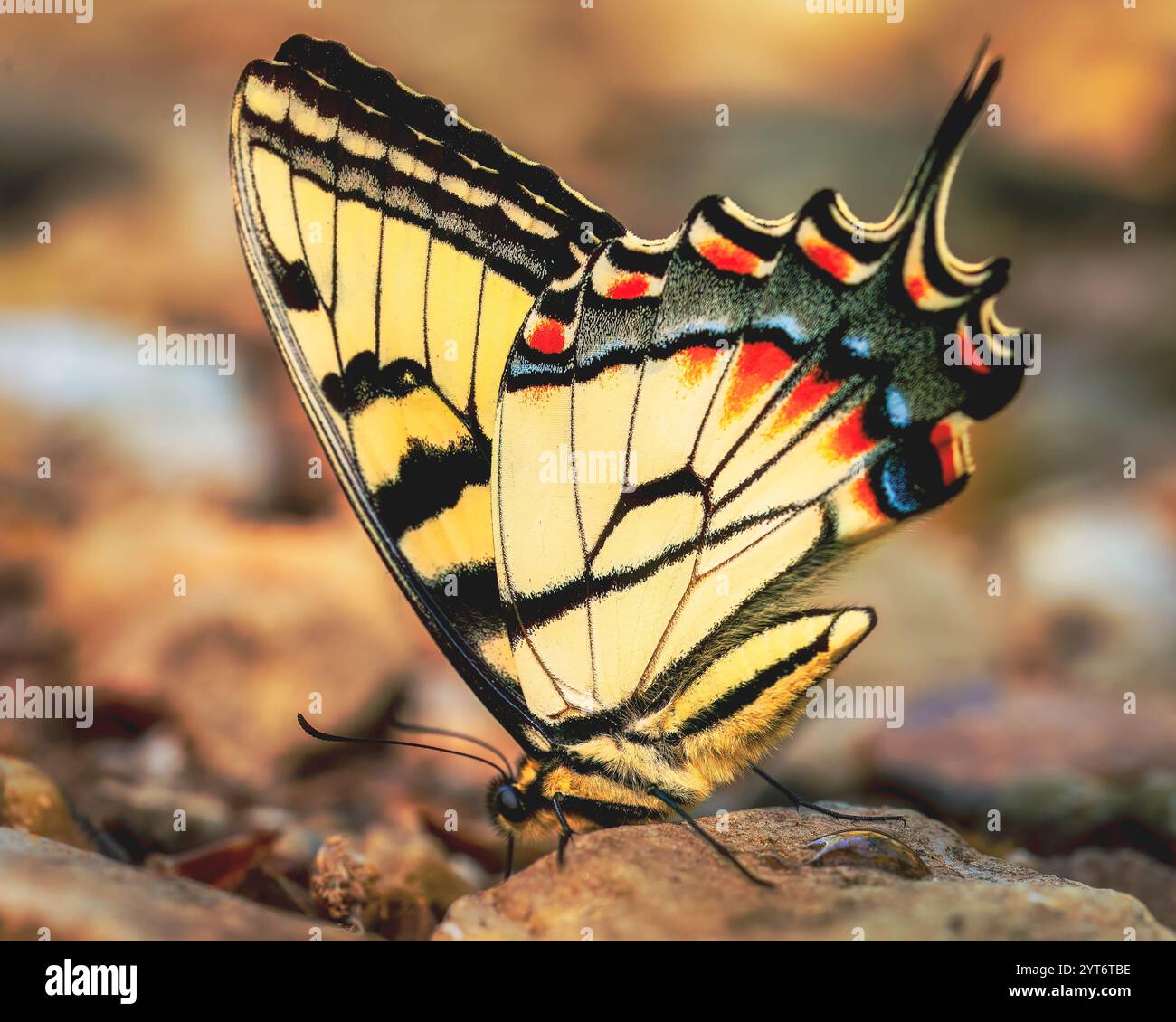 Vibrant biodiversity hi-res stock photography and images - Alamy
