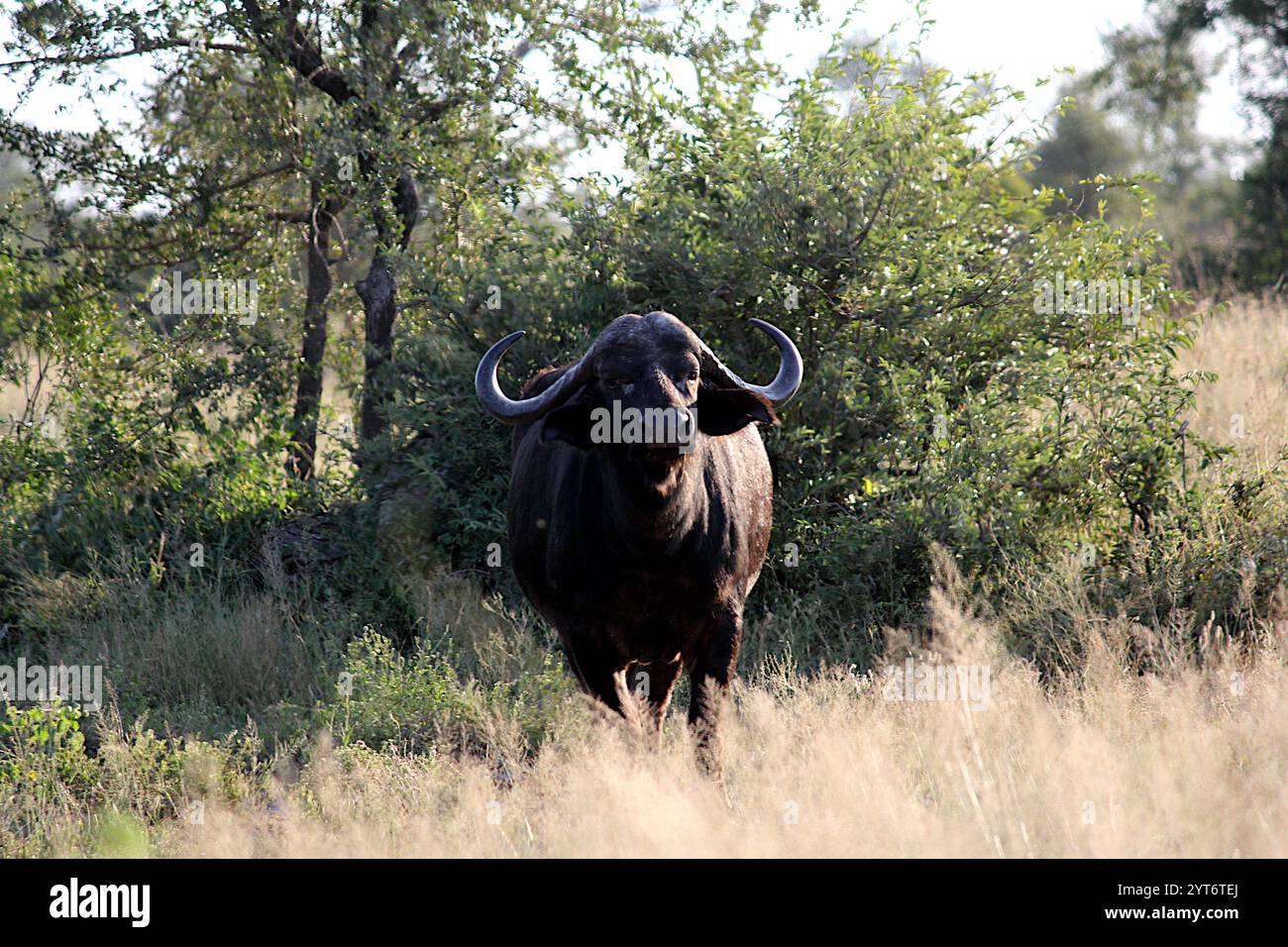 Untamed locks hi-res stock photography and images - Alamy