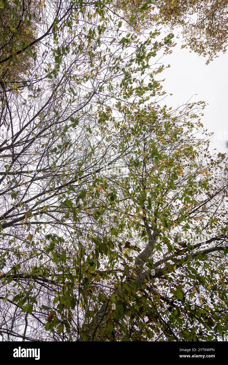 A view from below of a tree canopy with sparse green and yellow leaves ...